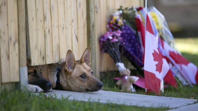 Cachorros de soldado morto em Ottawa ainda esperam sua volta