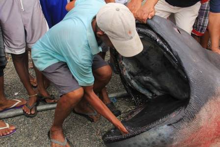 Raro tubarão-boca-grande de 4 metros aparece em rede de pesca nas Filipinas