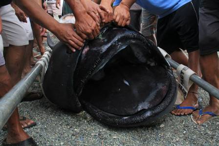 Raro tubarão-boca-grande de 4 metros aparece em rede de pesca nas Filipinas