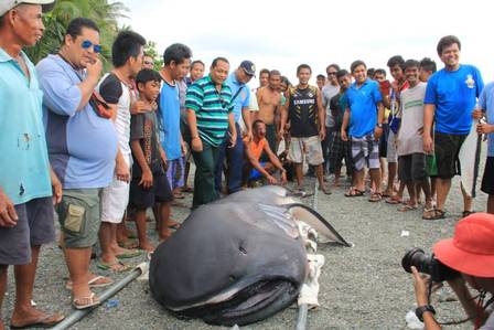 Raro tubarão-boca-grande de 4 metros aparece em rede de pesca nas Filipinas
