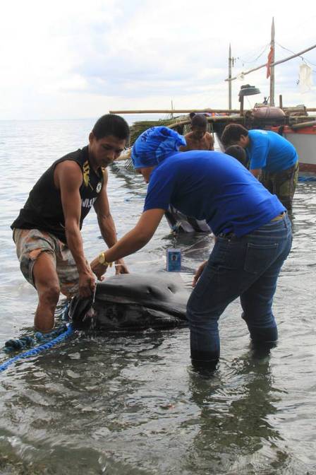 Raro tubarão-boca-grande de 4 metros aparece em rede de pesca nas Filipinas