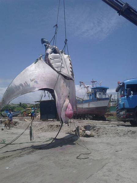 Peixe manta gigante com mais de uma tonelada é capturado no Peru; fotos