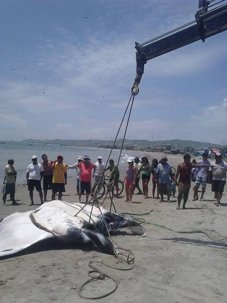 Peixe manta gigante com mais de uma tonelada é capturado no Peru; fotos