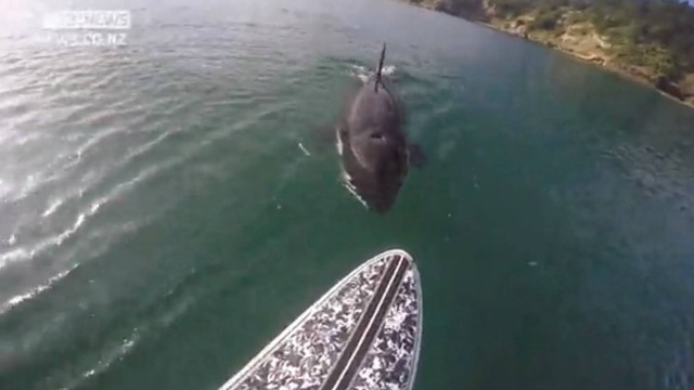 Neozelandês tem encontro incrível com orca enquanto praticava stand up ...