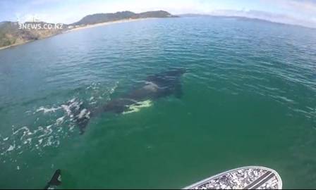 Neozelandês tem encontro incrível com orca enquanto praticava stand up ...