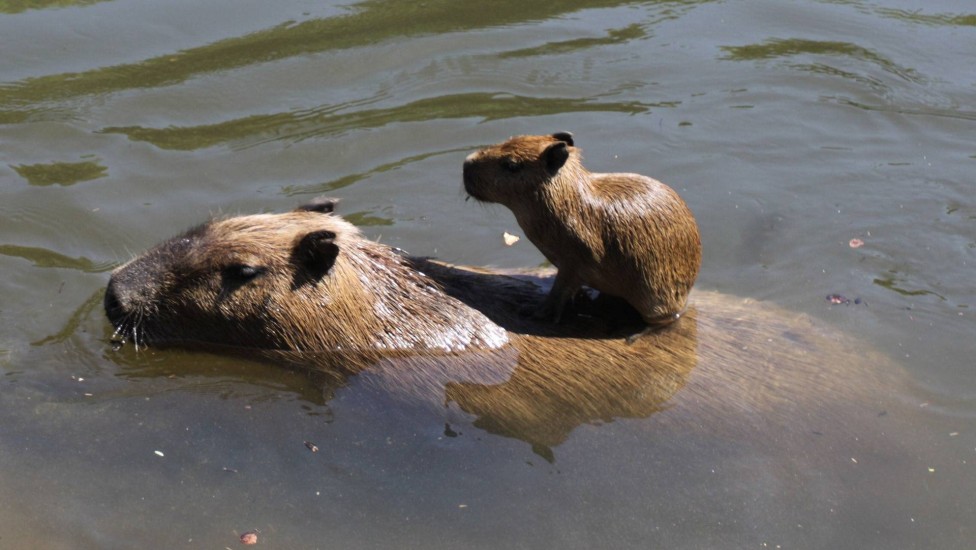 Família de capivaras aparece no Canal de Marapendi, na Barra. Veja fotos!
