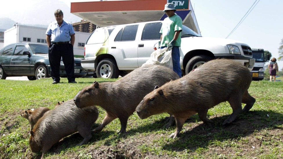 Família de capivaras aparece no Canal de Marapendi, na Barra. Veja fotos!