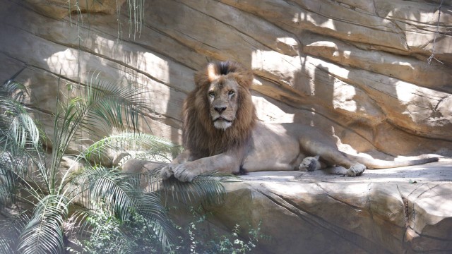 Zoológico do Rio reabre na sexta-feira com casal de leões