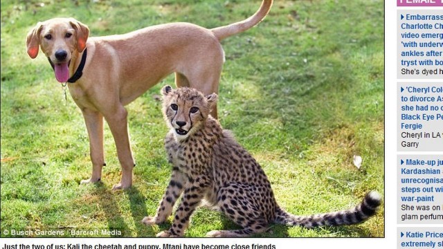 Labrador e leopardo se tornam amigos inseparáveis em zoo nos EUA