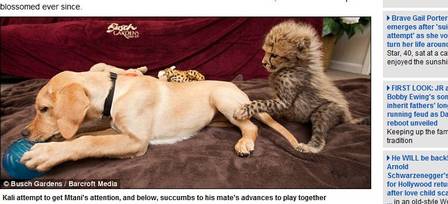 Labrador e leopardo se tornam amigos inseparáveis em zoo nos EUA