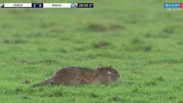 Para especialista, São Januário pode estar infestado por ratos; Vasco ...