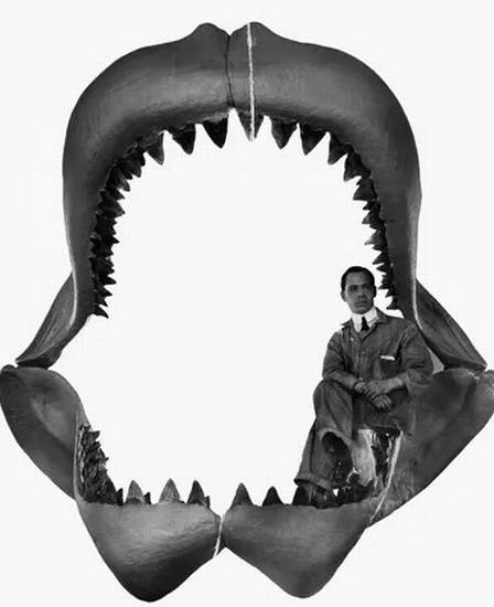 Megalodontes deram à luz filhotes de até 2 metros de comprimento, diz ...