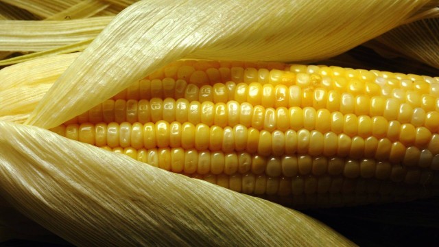 Estudo descobre que o milho está presente na dieta da população da ...