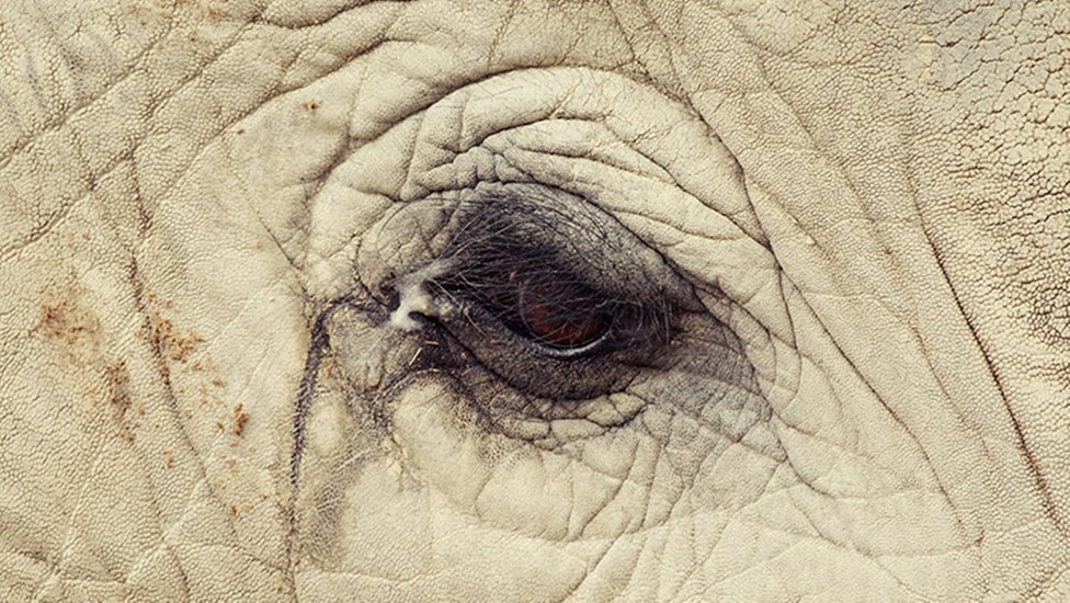 Fotógrafo registra olhares de animais em cativeiro