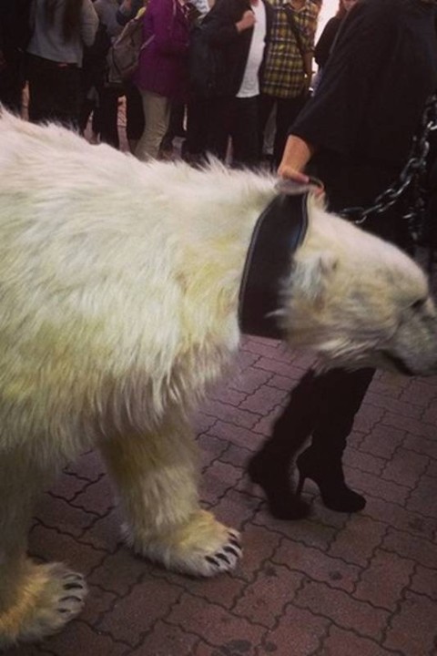 Fantasia De Urso Realista