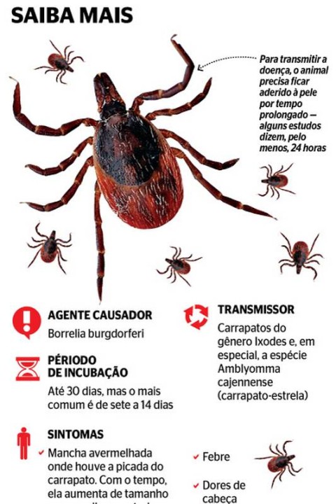 Sintomas Da Doenca De Lyme