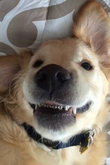 Cachorro Sorrindo Dentes