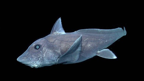 Animal Tubarao Fantasma