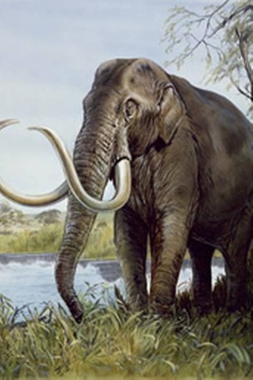 Nanismo Em Elefantes Elefante Do Ceilão Fatos, Dieta, Habitat E