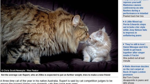 Rupert O Gato
