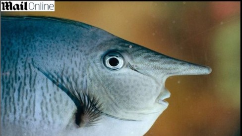 Peixe Mais Raro Ja Pescado