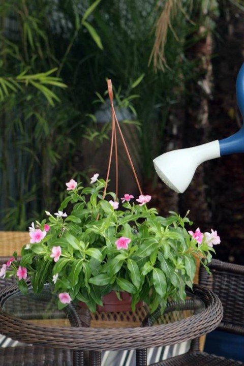 Planta De Vinca Em Vasos 37 Ideias De Vinca | Flores, Jardim, Plantas